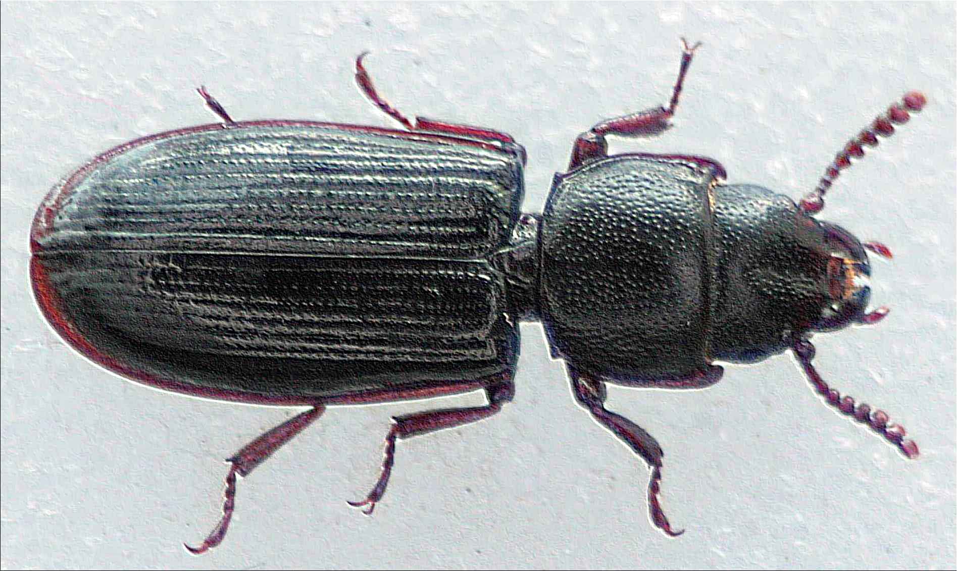 Tenebroides fuscus (Insecta, Coleoptera, Trogossitidae) - www.galerie ...