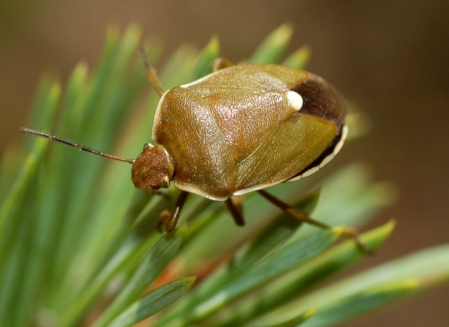 Réf. 37606 — INSECTA > Heteroptera > Pentatomidae > Chlorochroa ...
