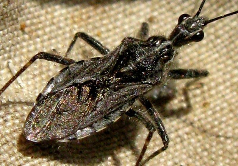 Réf. 37436 — INSECTA > Heteroptera > Reduviidae > Coranus (Coranus ...