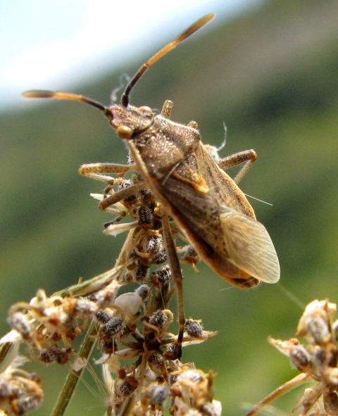 Réf. 37816 — INSECTA > Heteroptera > Rhopalidae > Maccevethus sp. - www ...