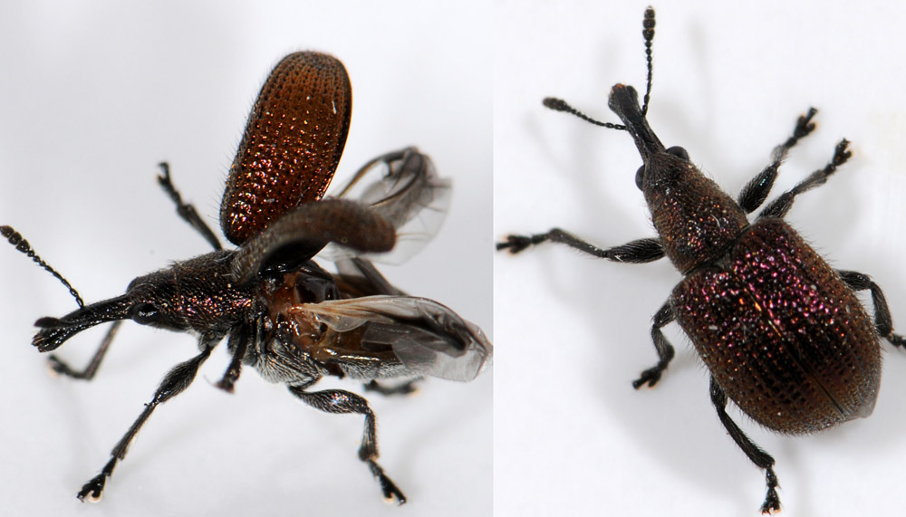 Réf. 37305 — INSECTA > Coleoptera > Attelabidae > Involvulus ...