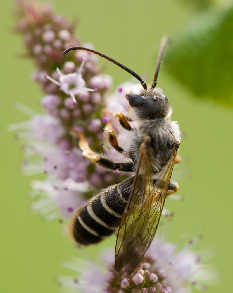 Réf. 37248 — INSECTA > Hymenoptera > Halictidae > Halictus (Halictus ...
