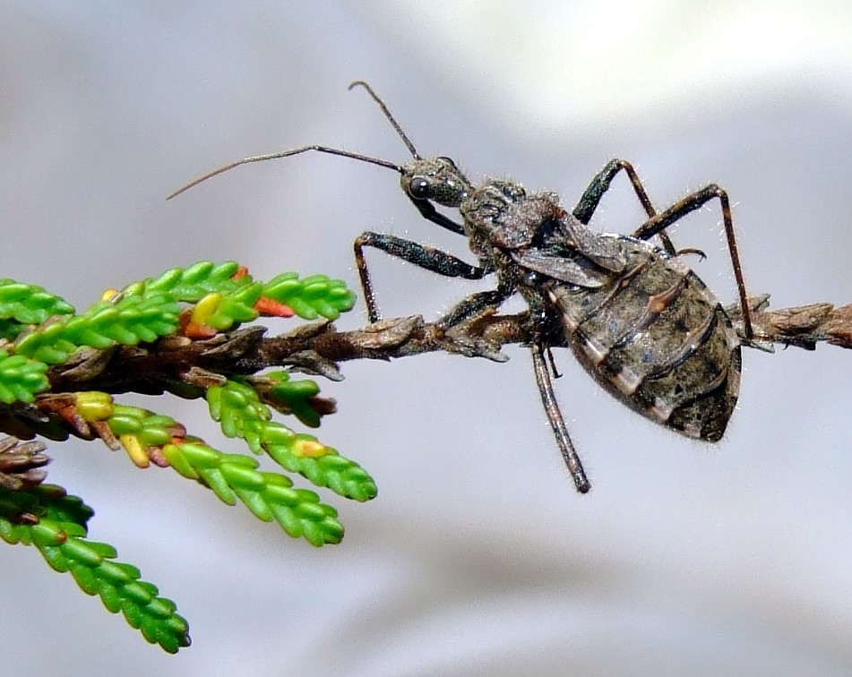 Réf. 37453 — INSECTA > Heteroptera > Reduviidae > Coranus (Coranus ...
