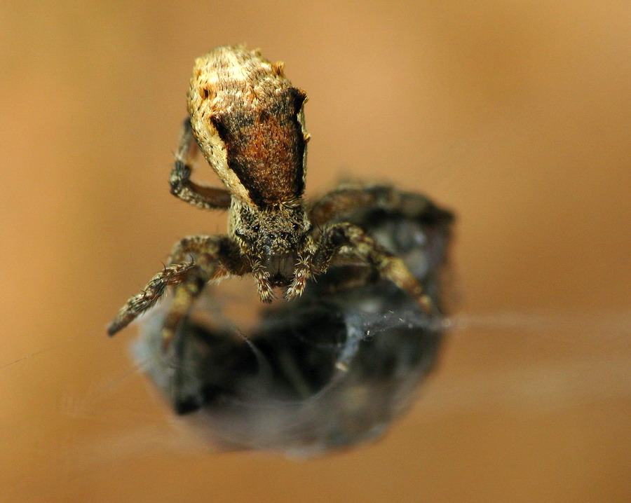 Réf. 37087 — ARACHNIDA > Araneae > Uloboridae > Hyptiotes paradoxus ...