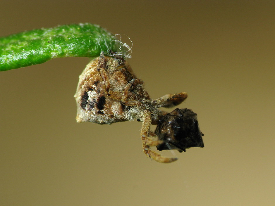 Réf. 37086 — ARACHNIDA > Araneae > Uloboridae > Hyptiotes paradoxus ...