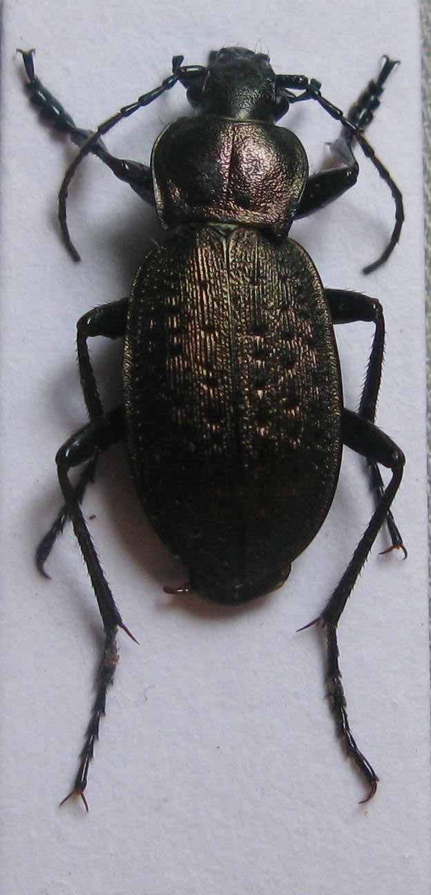 Réf. 37497 — INSECTA > Coleoptera > Carabidae > Carabus (Orinocarabus ...