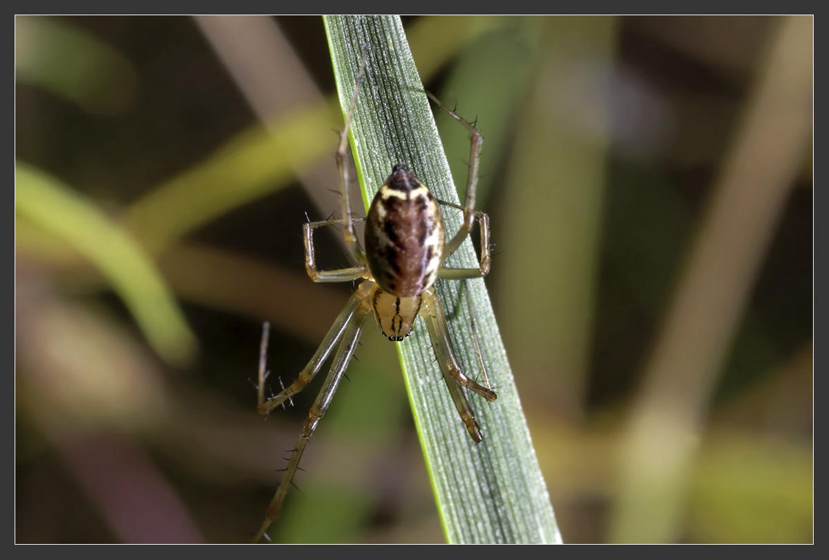 Réf. 37070 — ARACHNIDA > Araneae > Linyphiidae > Linyphia sp. - www ...