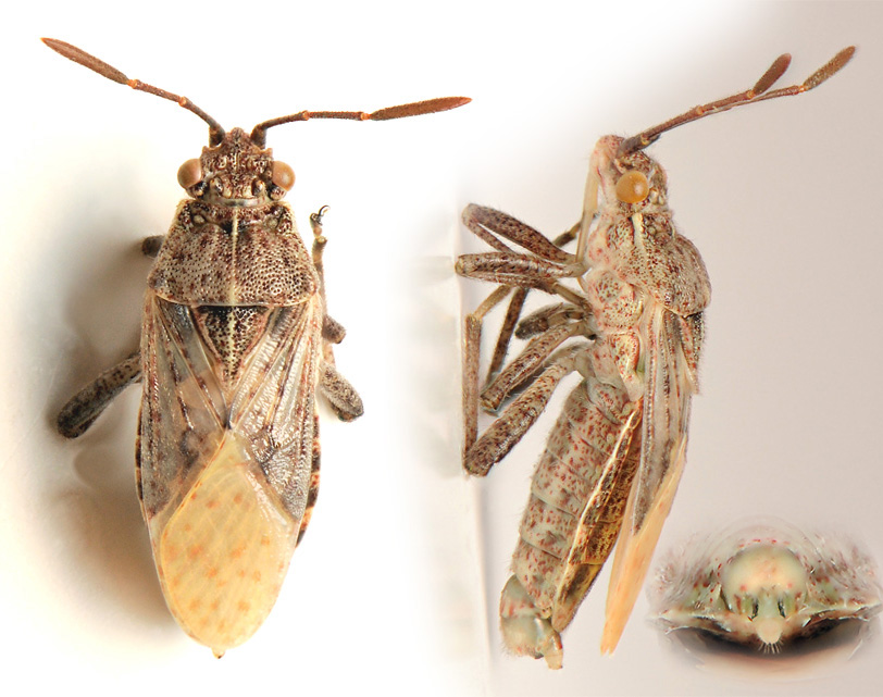 Réf. 38645 — INSECTA > Heteroptera > Rhopalidae > Stictopleurus sp ...