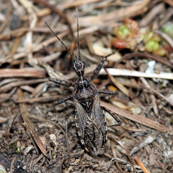 Réf. 38510 — INSECTA > Heteroptera > Reduviidae > Coranus (Coranus ...