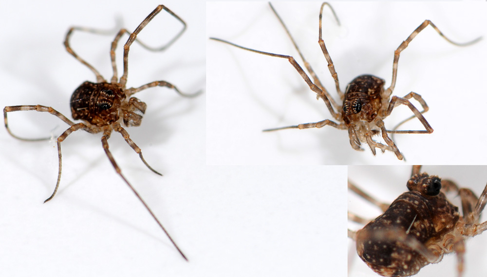 Réf. 38918 — ARACHNIDA > Opiliones > Phalangiidae > Rilaena ...