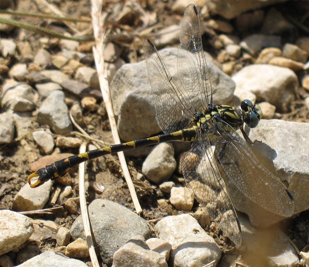 Réf. 38363 — INSECTA > Odonata > Gomphidae > Onychogomphus uncatus ...