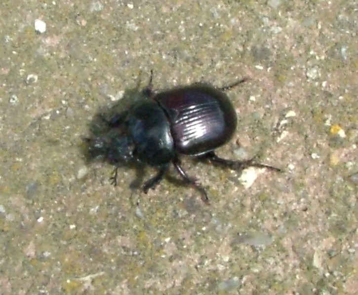 Réf. 38689 — INSECTA > Coleoptera > Geotrupidae > Typhaeus (Typhaeus ...