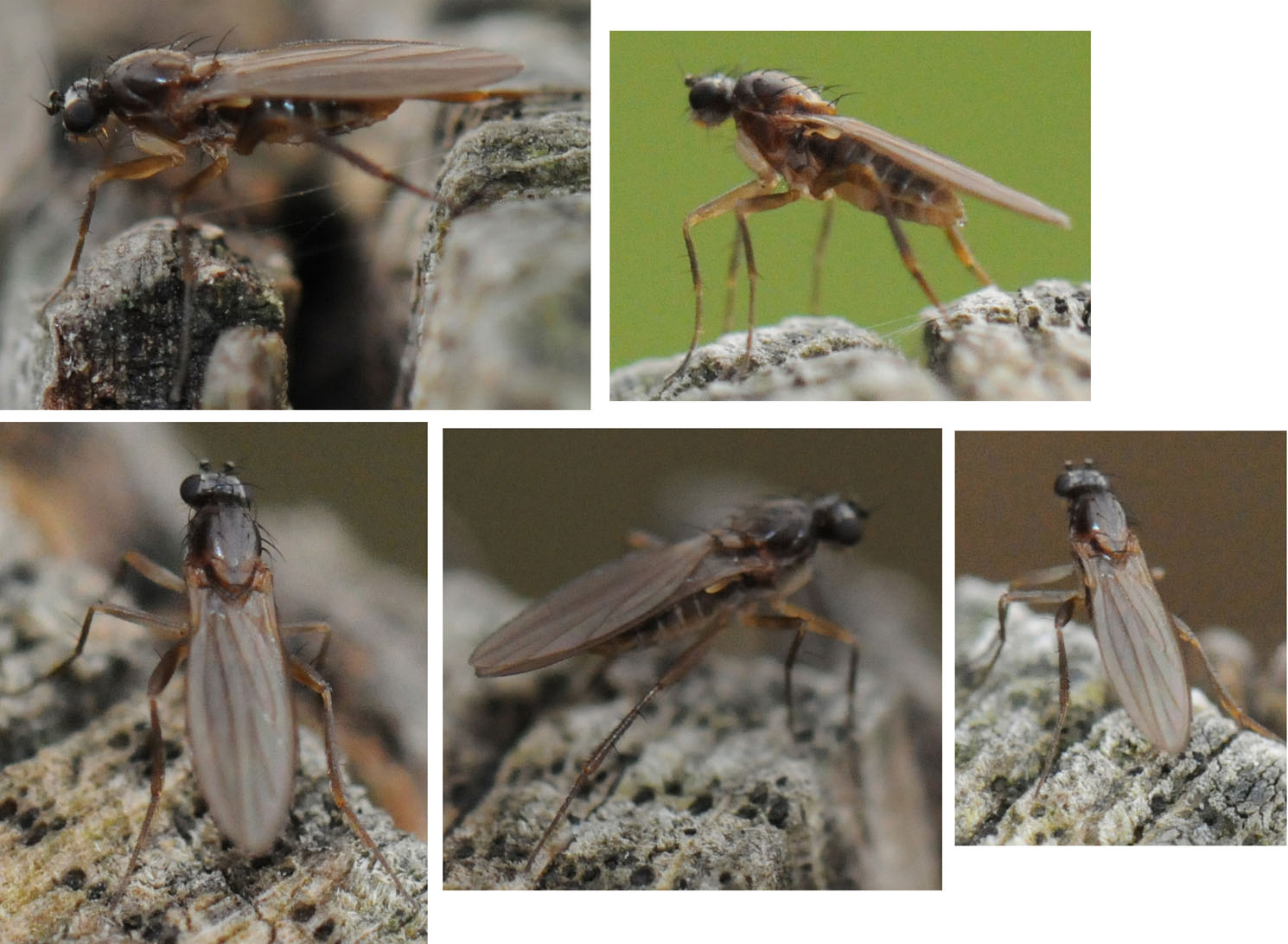 Lonchoptera sp. (Insecta, Diptera, Lonchopteridae) - www.galerie ...