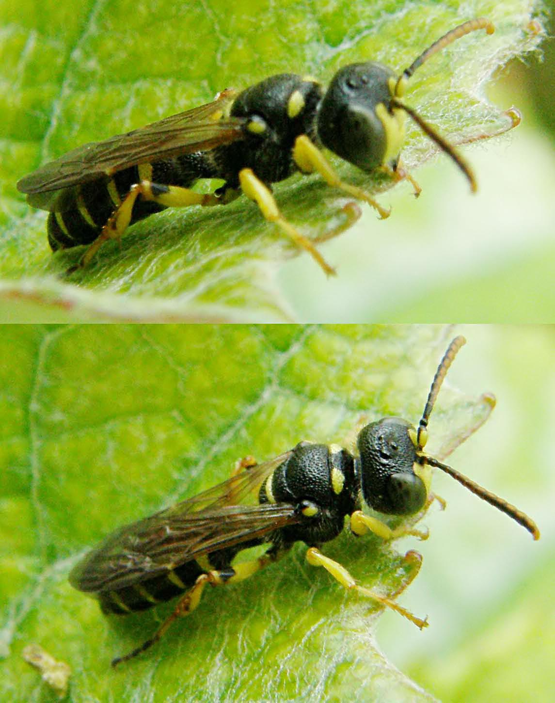 Réf. 39752 — INSECTA > Hymenoptera > Philanthidae > Cerceris ...