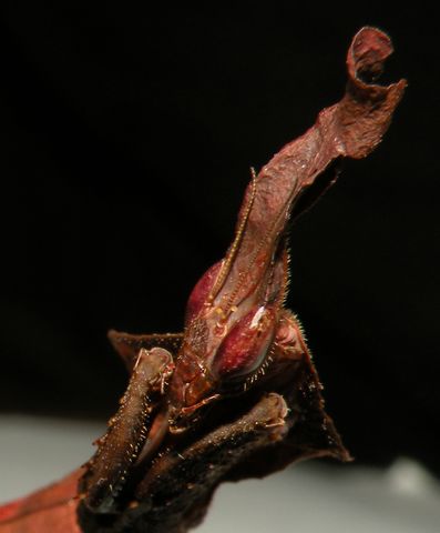 Réf. 39422 — INSECTA > Dictyoptera > Hymenopodidae > Phyllocrania ...