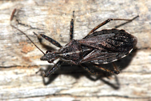 Réf. 39280 — INSECTA > Heteroptera > Reduviidae > Coranus (Coranus ...