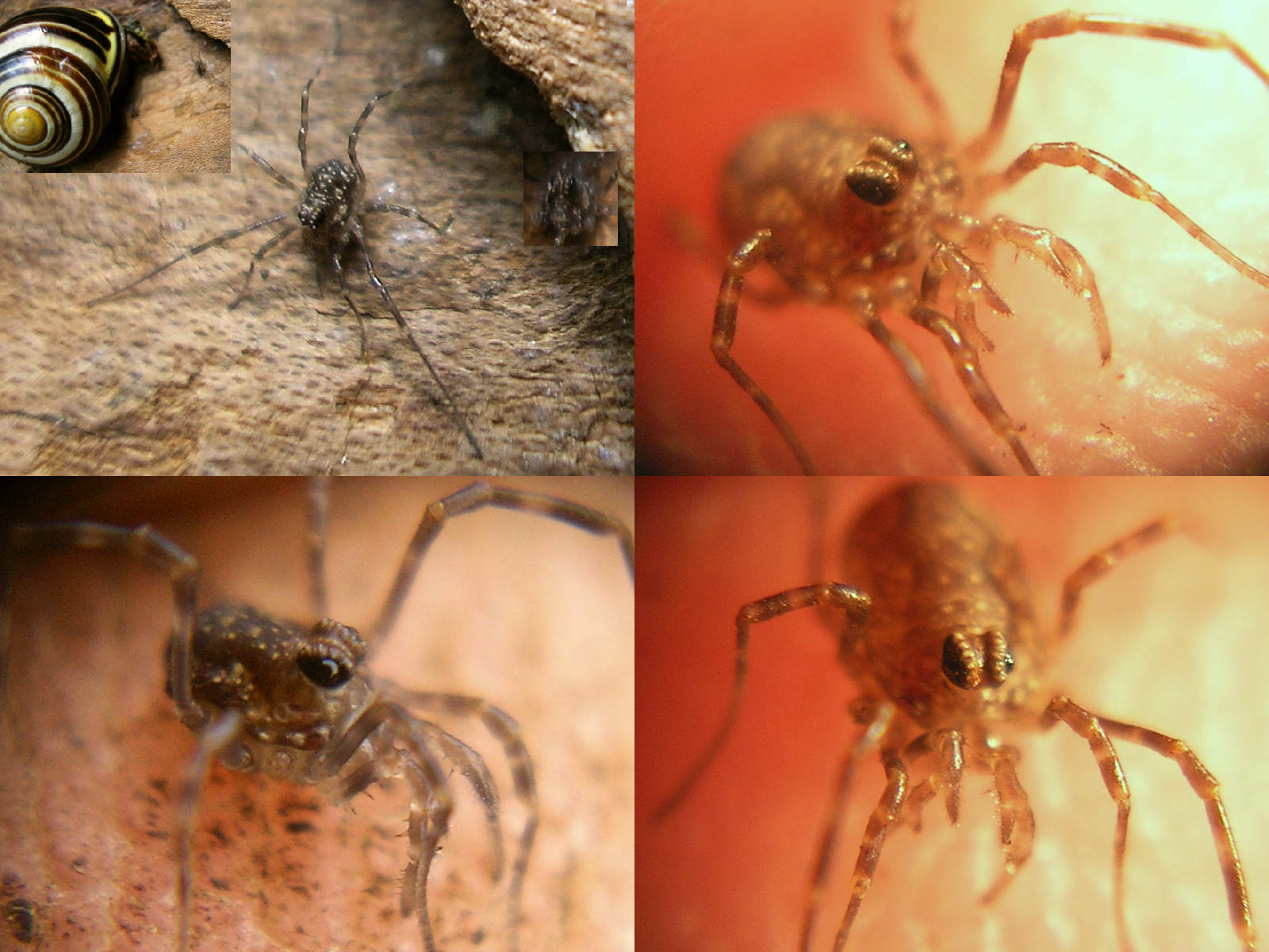 Réf. 39145 — ARACHNIDA > Opiliones > Phalangiidae > Rilaena ...