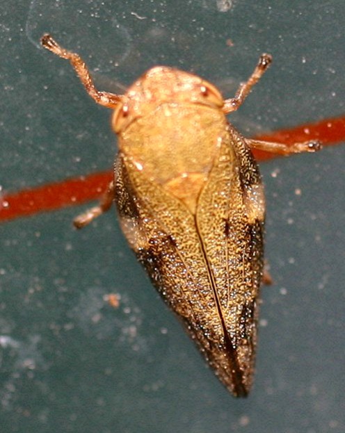 Réf. 4504 — INSECTA > Homoptera > Aphrophoridae > Aphrophora alni - www ...