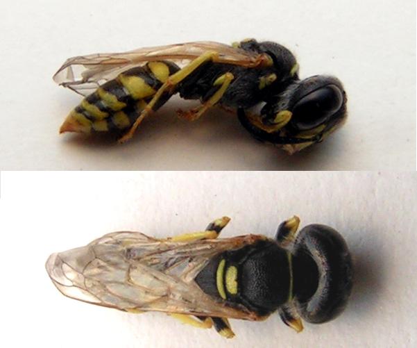 Philanthus triangulum (Insecta, Hymenoptera, Philanthidae) - www ...