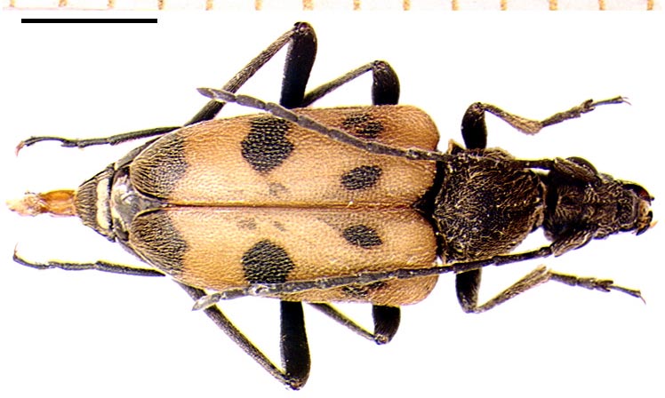 Réf. 4134 — INSECTA > Coleoptera > Cerambycidae > Pachytodes ...