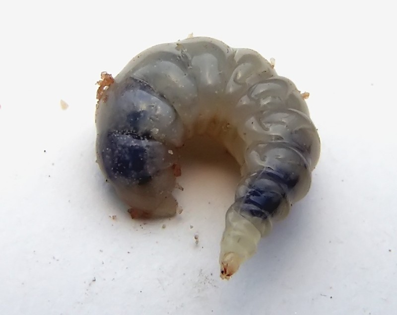 Réf. 4882 — INSECTA > Hymenoptera > Philanthidae > Philanthus ...