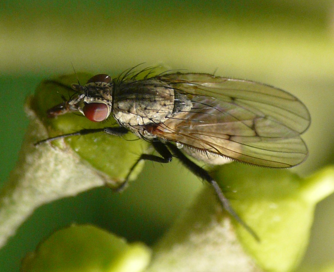 Réf. 40619 — INSECTA > Diptera > Anthomyiidae > Anthomyia liturata ...