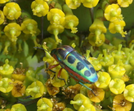 Réf. 40527 — INSECTA > Heteroptera > Scutelleridae > Calidea dregii ...