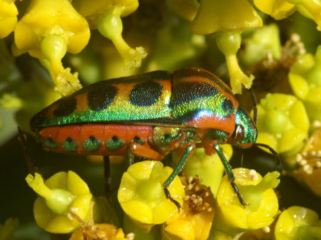 Réf. 40526 — INSECTA > Heteroptera > Scutelleridae > Calidea dregii ...