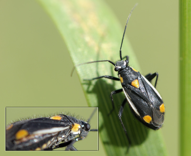 Réf. 40143 — INSECTA > Heteroptera > Miridae > Capsodes (Capsodes ...