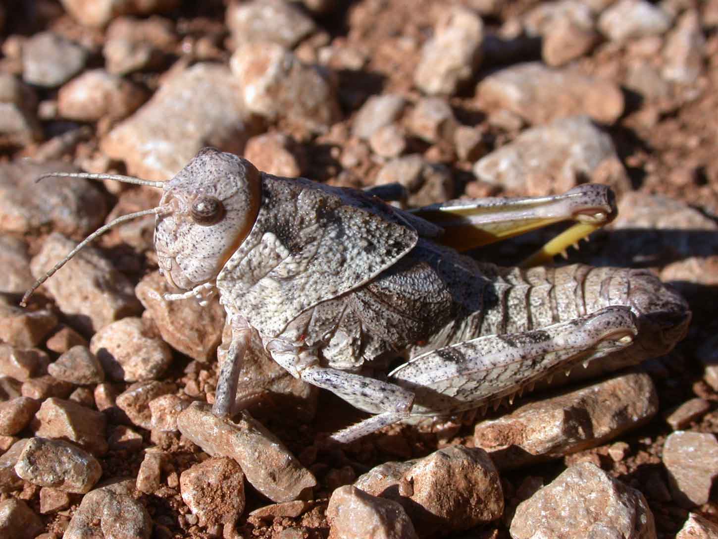 Réf. 40989 — INSECTA > Orthoptera > Pamphagidae > Prionotropis hystrix ...