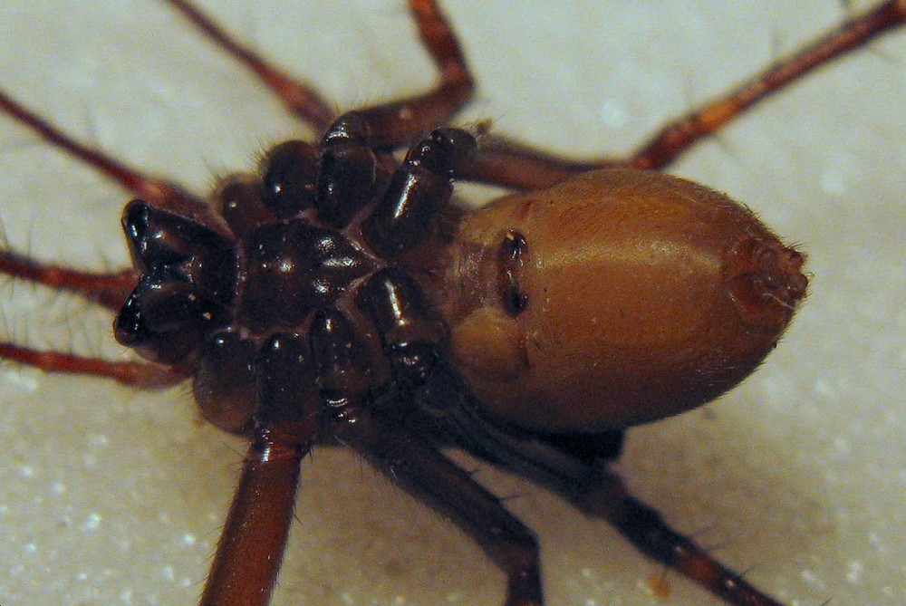 Réf. 40125 — ARACHNIDA > Araneae > Tetragnathidae > Meta bourneti - www ...