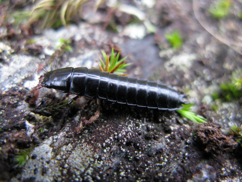 Carabus sp. (Insecta, Coleoptera, Carabidae) - www.galerie-insecte.org