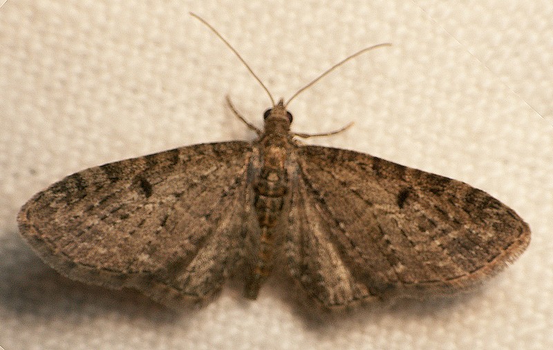 Réf. 41990 — INSECTA > Lepidoptera > Geometridae > Eupithecia subfuscata - www.galerie-insecte.org