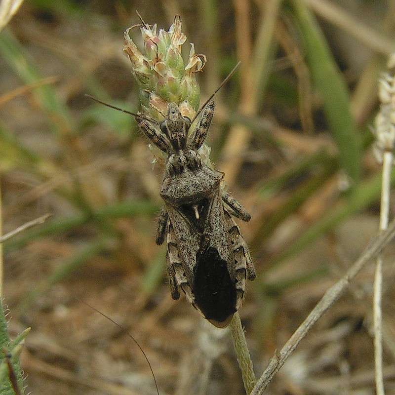 Réf. 41741 — INSECTA > Heteroptera > Reduviidae > Coranus (Coranus ...