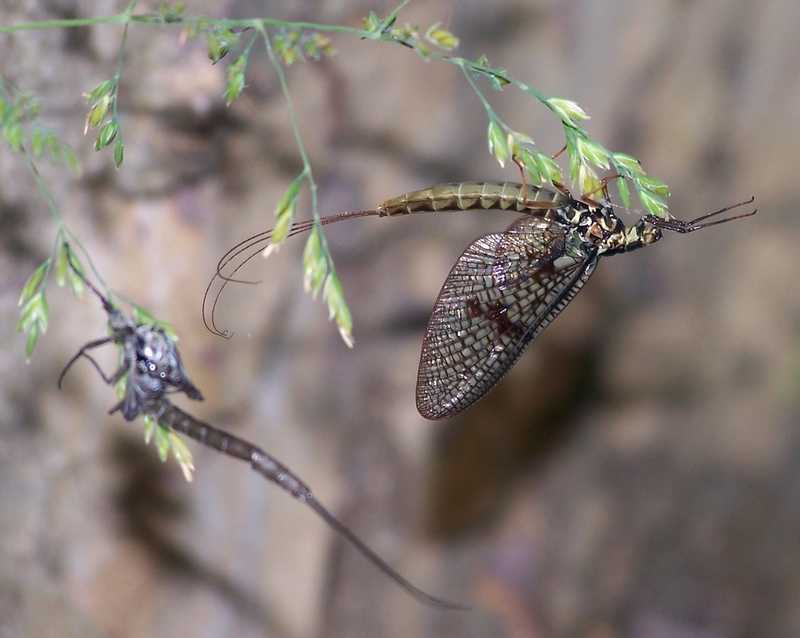 Réf. 41584 — INSECTA > Ephemeroptera > Ephemeridae > Ephemera vulgata ...