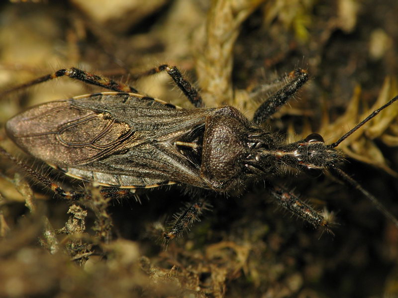 Réf. 41216 — INSECTA > Heteroptera > Reduviidae > Coranus (Coranus ...