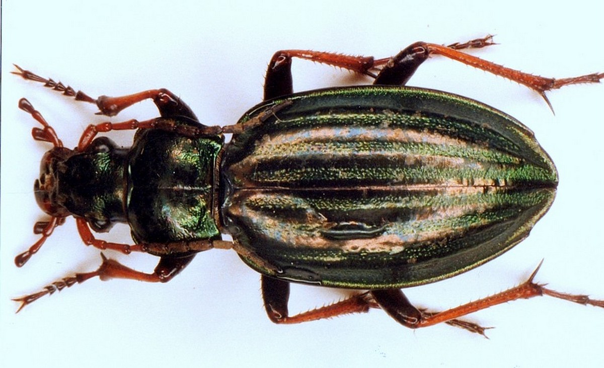 Réf. 41768 — INSECTA > Coleoptera > Carabidae > Carabus (Tachypus ...
