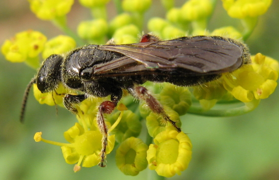 Réf. 41822 — INSECTA > Hymenoptera > Tiphiidae > Tiphia (Tiphia ...