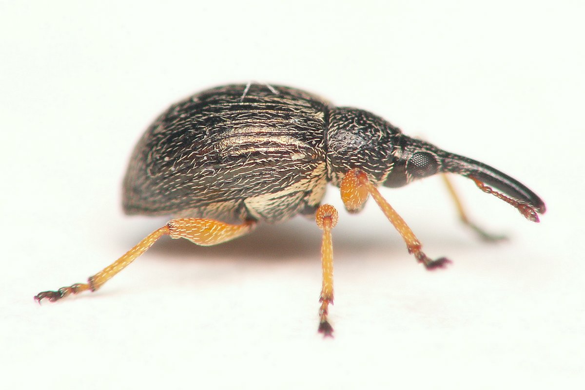 Réf. 42095 — INSECTA > Coleoptera > Brentidae > Pseudapion rufirostre ...