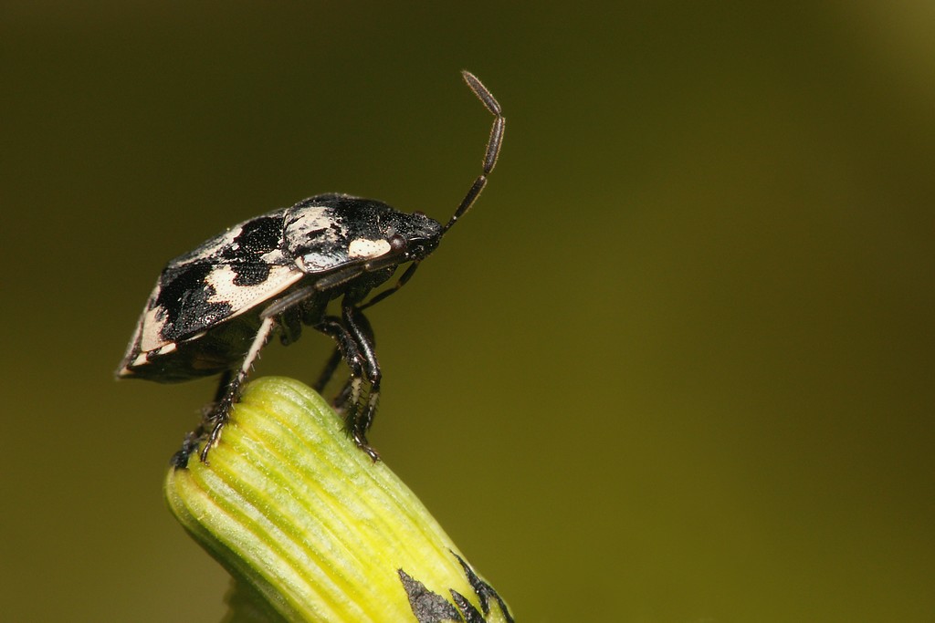 Réf. 42563 — INSECTA > Heteroptera > Cydnidae > Tritomegas bicolor ...