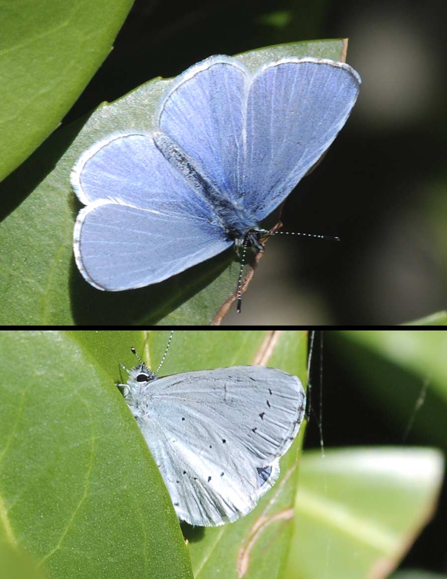 Réf. 42823 — INSECTA > Lepidoptera > Lycaenidae > Celastrina argiolus ...