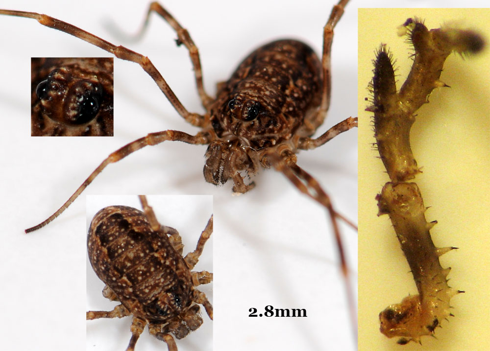 Réf. 42392 — ARACHNIDA > Opiliones > Phalangiidae > Rilaena ...