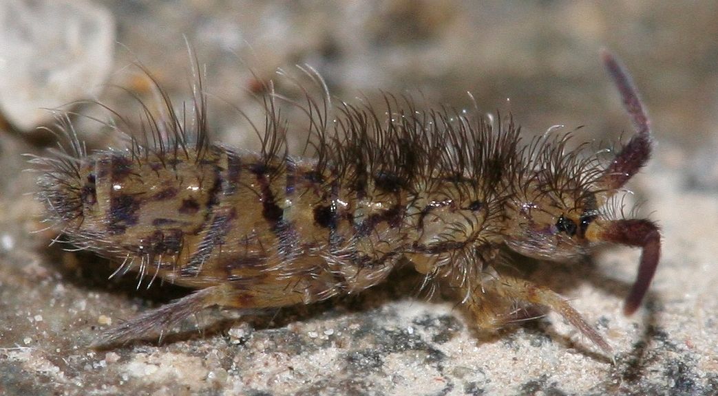 Réf. 42159 — ENTOGNATHA > Collembola > Entomobryidae > Orchesella ...