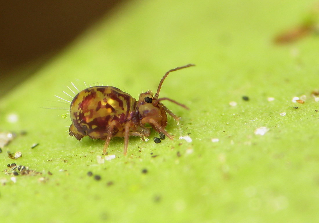 Réf. 42115 — ENTOGNATHA > Collembola > Dicyrtomidae > Dicyrtomina ...