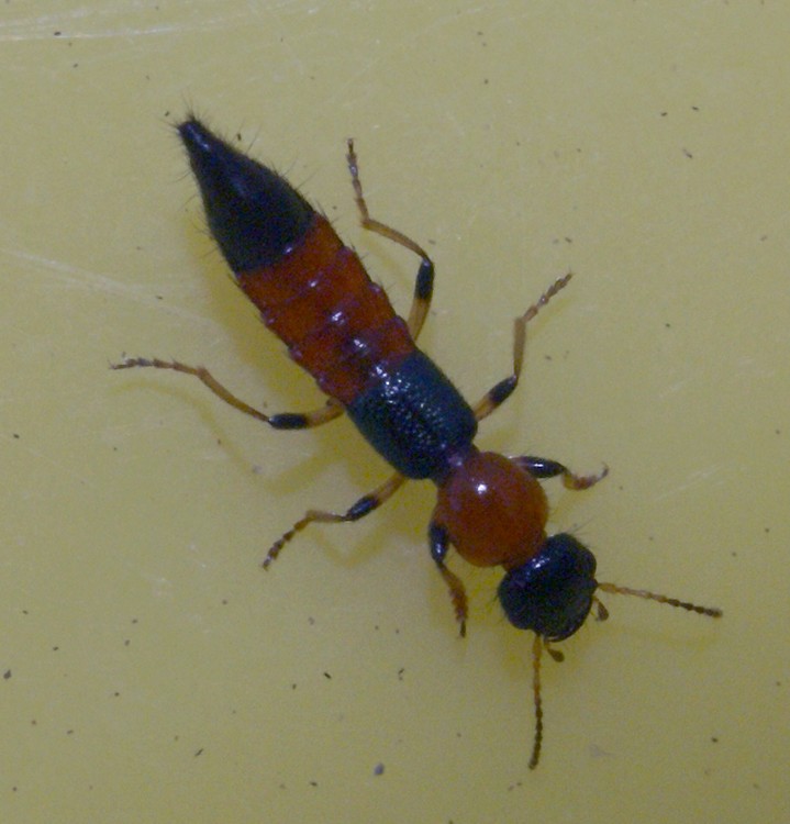 Réf. 42792 — INSECTA > Coleoptera > Staphylinidae > Paederus ...