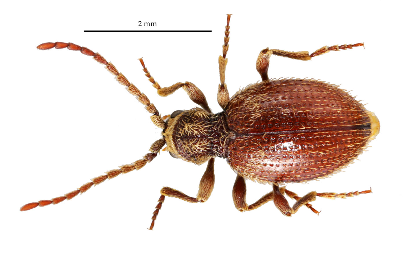 Réf. 42910 — INSECTA > Coleoptera > Ptinidae > Ptinus (Ptinus) latro ...