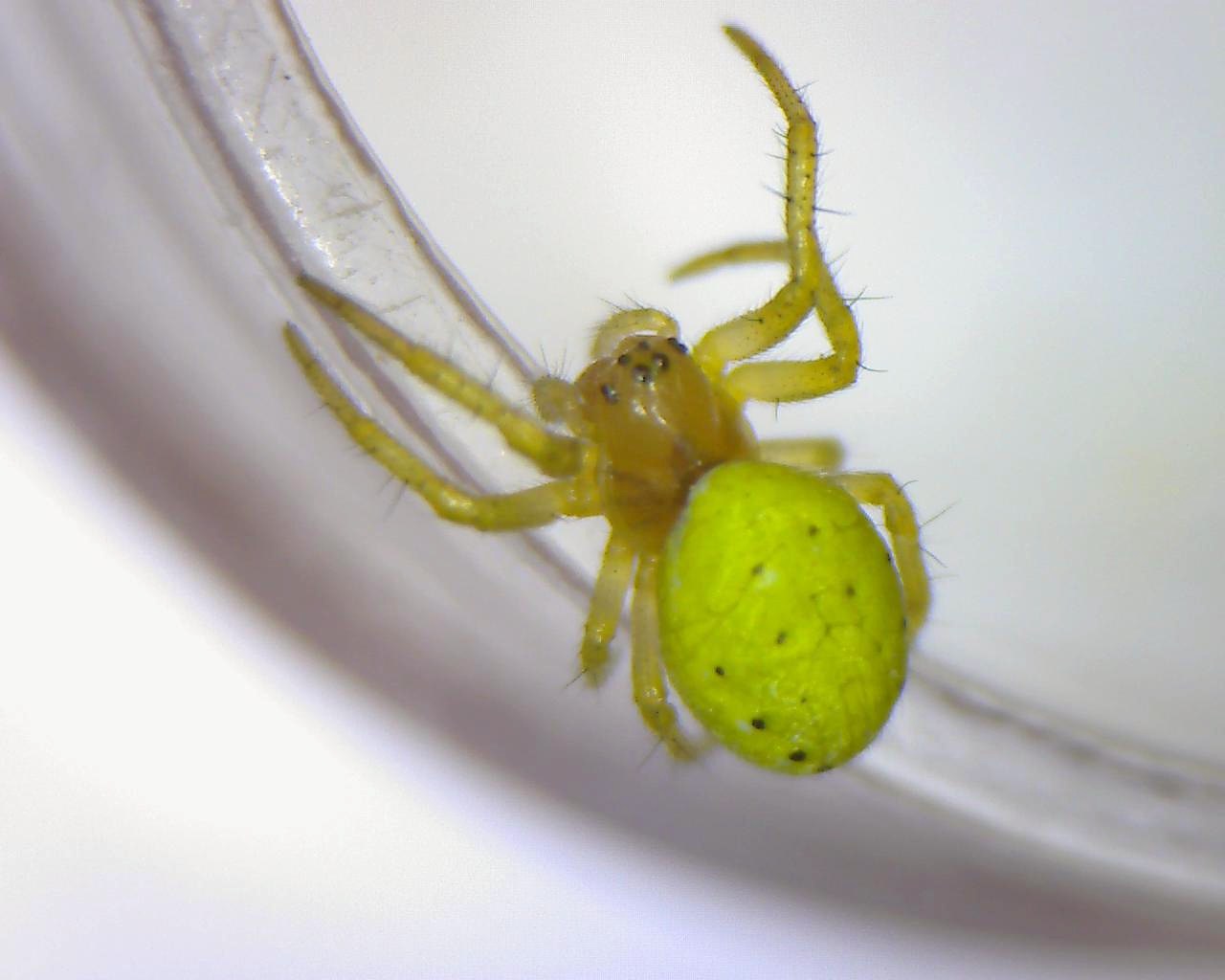 Réf. 43609 — ARACHNIDA > Araneae > Araneidae > Araniella sp. - www ...