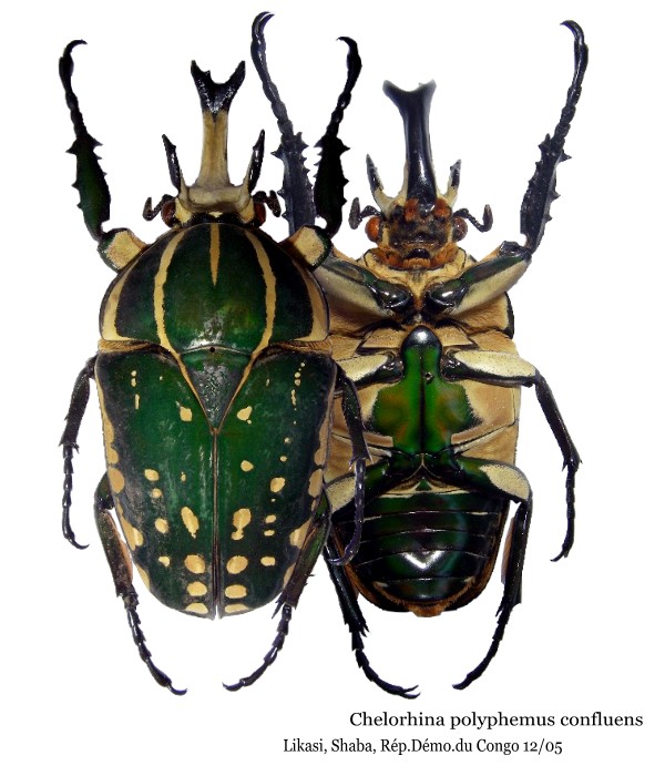 Réf. 43578 — INSECTA > Coleoptera > Scarabaeidae > Chelorrhina ...