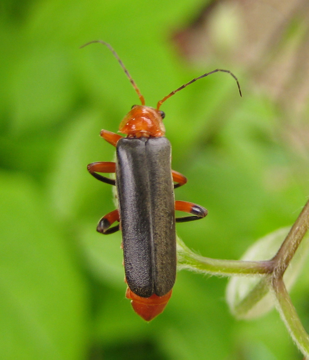 Réf. 44516 — INSECTA > Coleoptera > Cantharidae > Cantharis (Cantharis ...