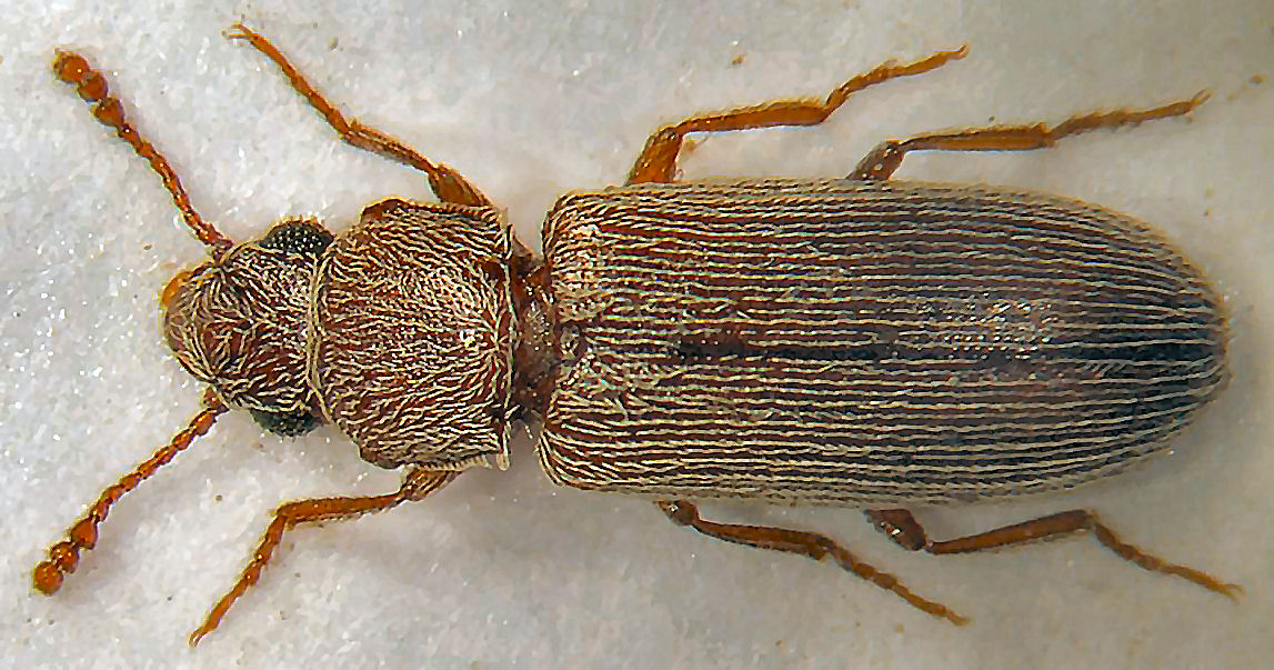 Réf. 45262 — INSECTA > Coleoptera > Erotylidae > Leucohimatium ...